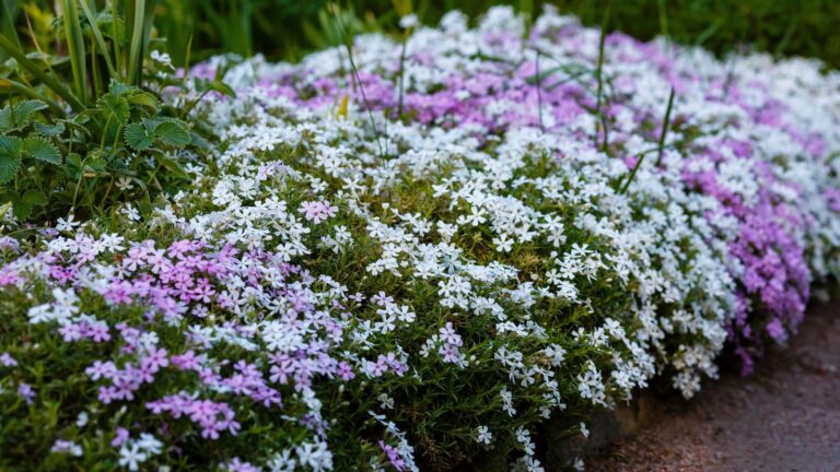 15 Weed-Fighting Ground Cover Plants That Spread Naturally