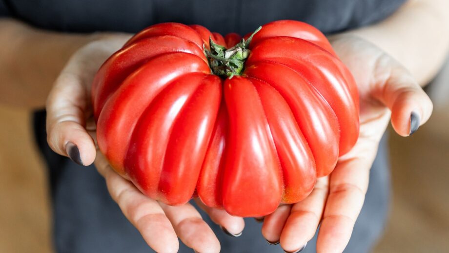 How to Grow Giant Tomatoes: 7 Proven Methods
