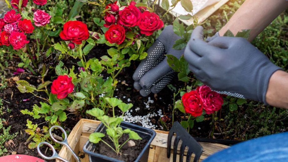 5 Key Tips to Keep Your Roses Thriving in Hot Weather