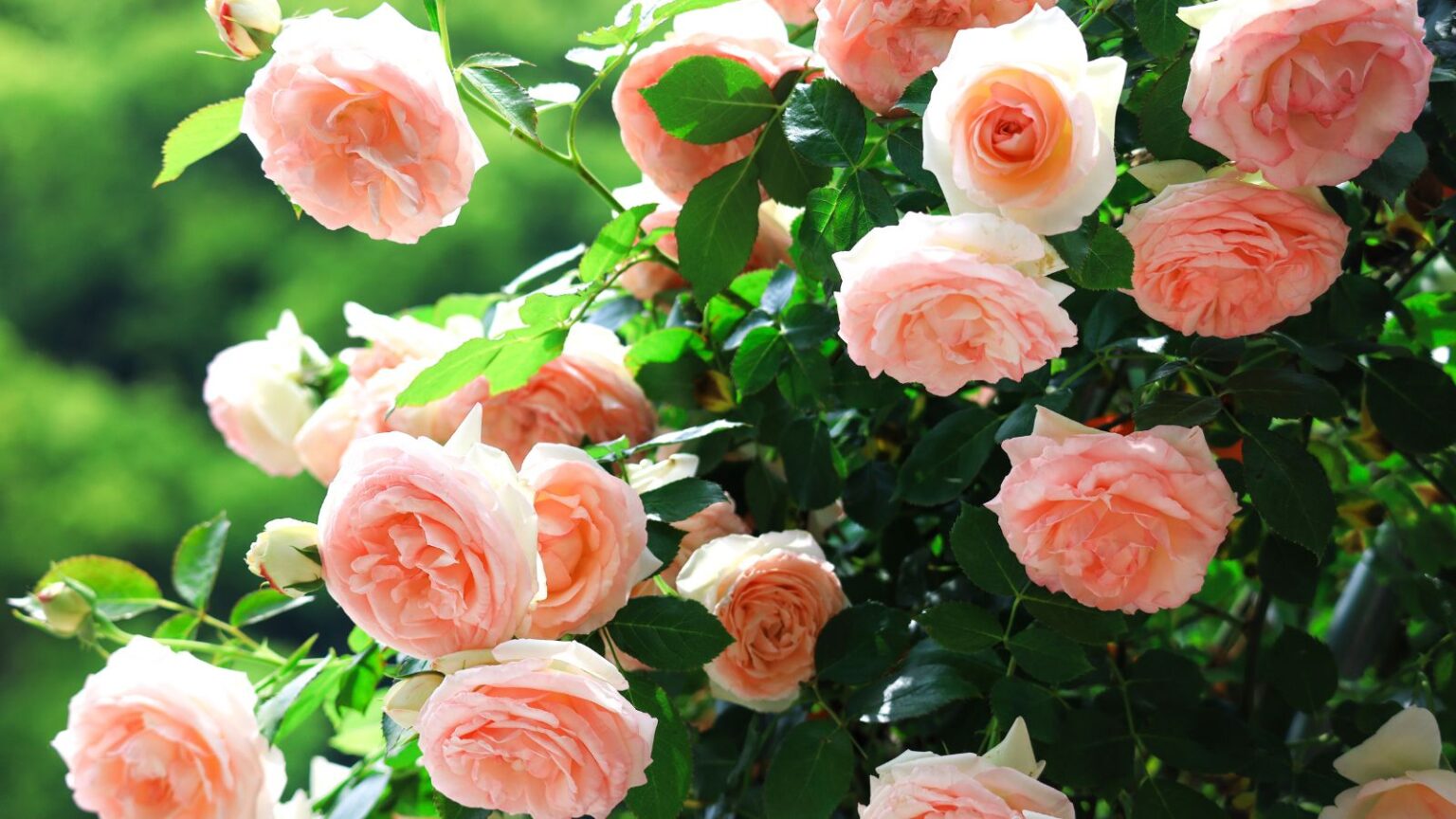 5 Key Tips to Keep Your Roses Thriving in Hot Weather
