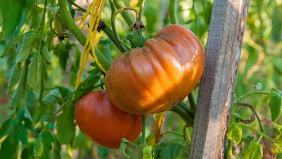 How to Grow Giant Tomatoes: 7 Proven Methods