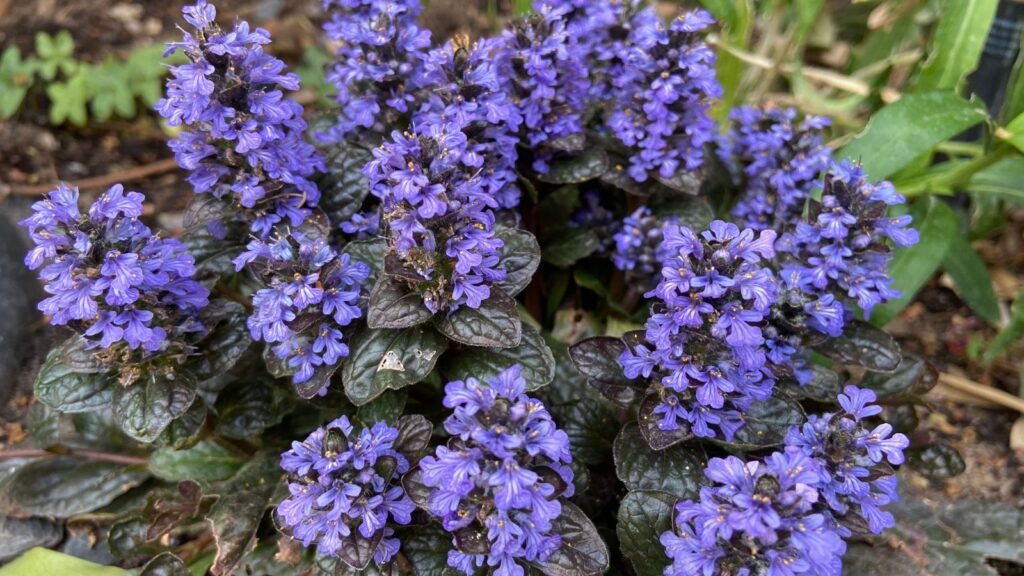 15 Weed-Fighting Ground Cover Plants That Spread Naturally