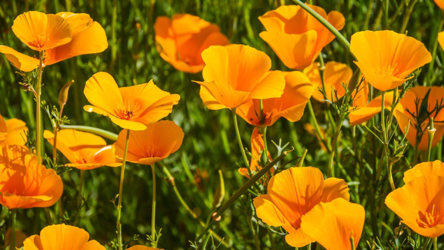 13 Flowers to Plant in August for Showy Fall Blooms