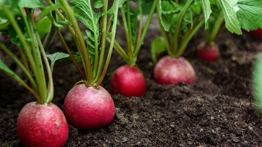 11 Vegetables to Plant in August for Easy Fall Harvests