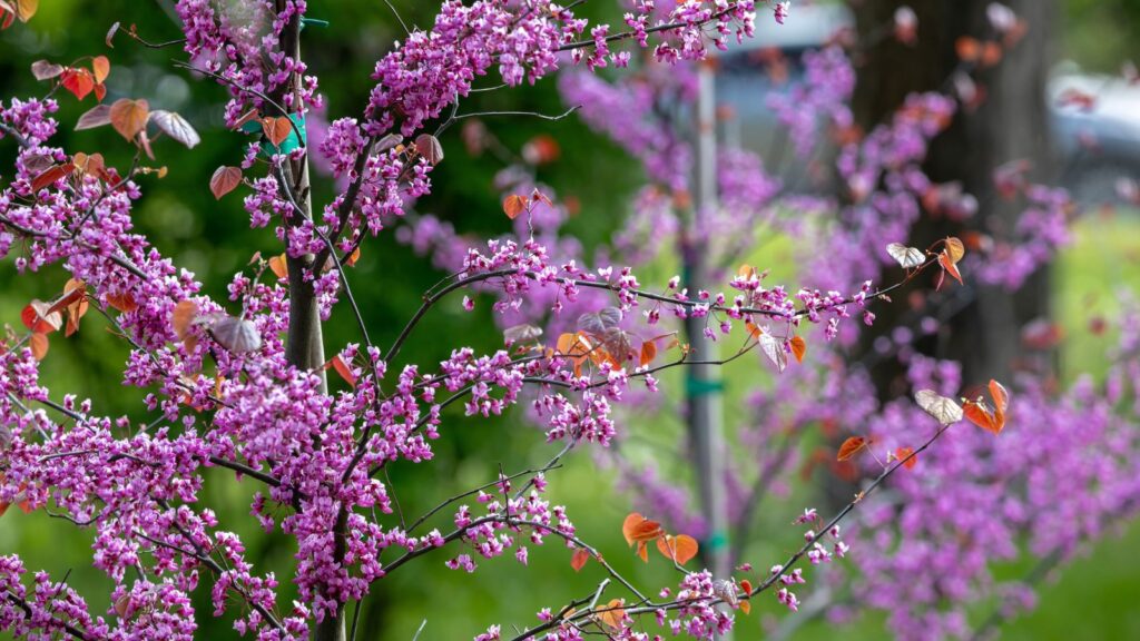 11 Small Trees You Can Plant in Fall
