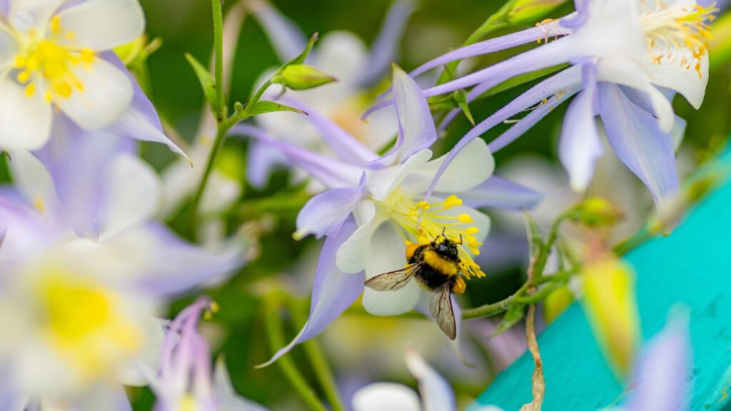 13 Pollinator Plants You Can Direct Sow in October