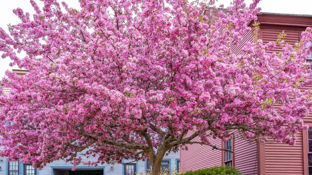 11 Small Trees You Can Plant in Fall