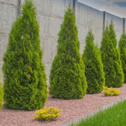 11 Small Trees You Can Plant in Fall