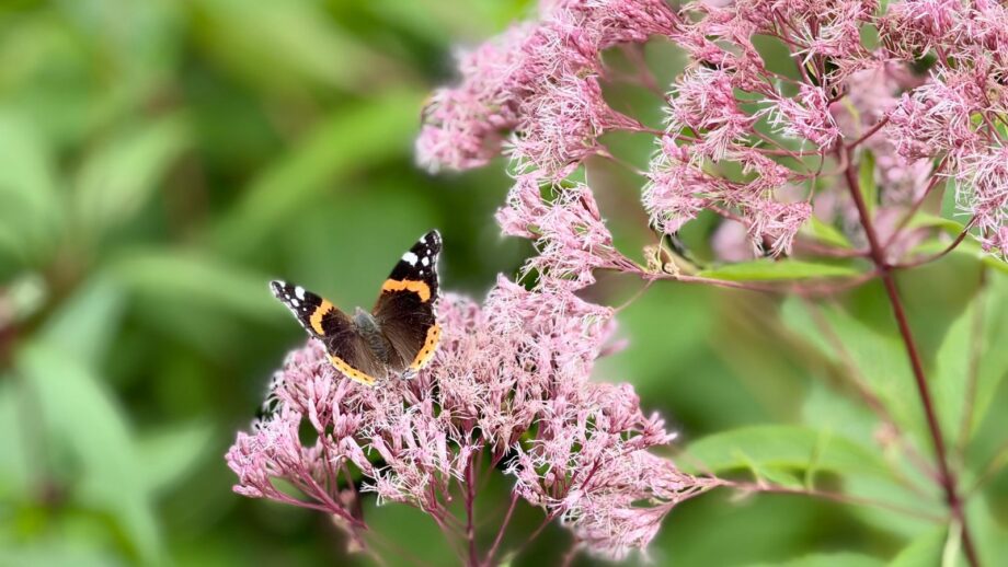 13 Pollinator Plants You Can Direct Sow in October