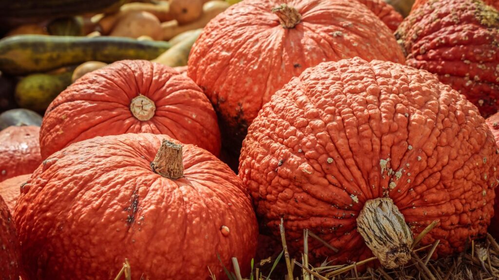 11 Fun and Festive Pumpkin Varieties For Your Homegrown Patch