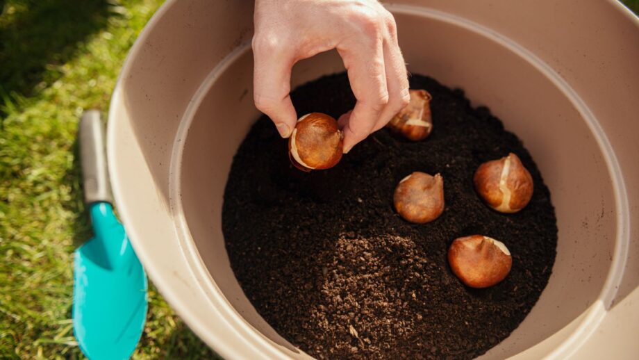 How to Layer Bulbs in Containers: Plan Spring Displays Now