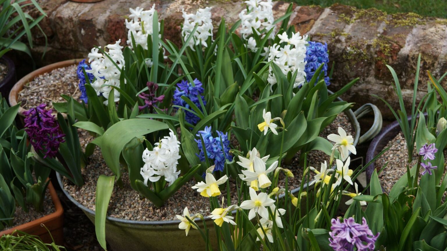 How to Layer Bulbs in Containers: Plan Spring Displays Now