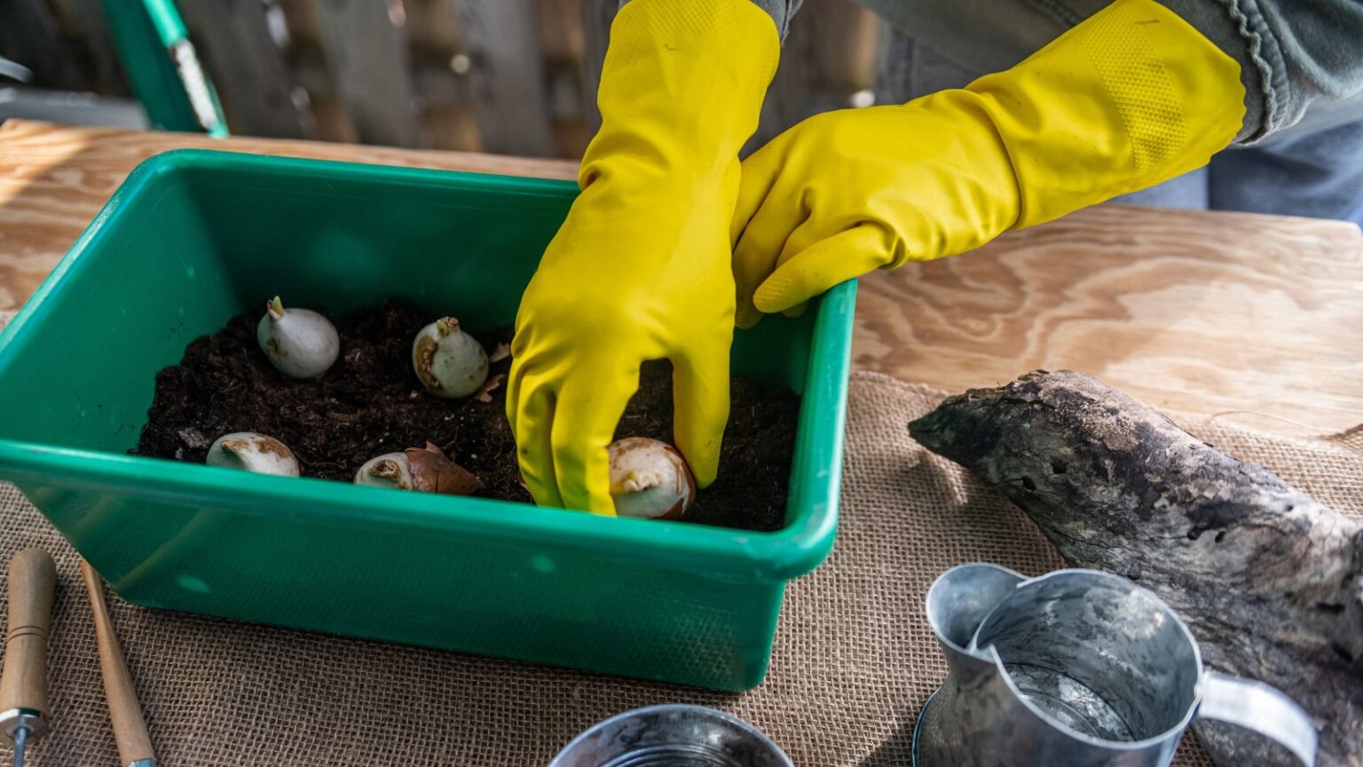 How to Layer Bulbs in Containers: Plan Spring Displays Now