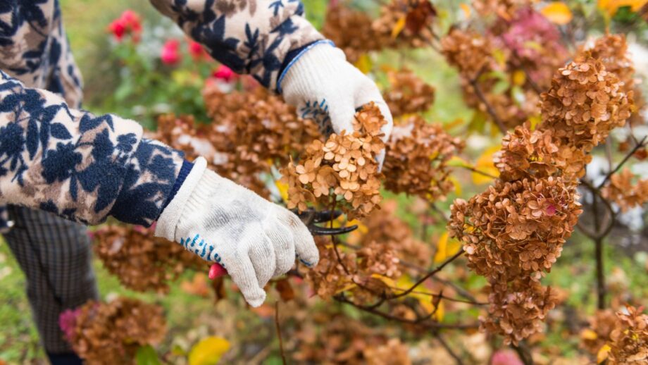 How to Prune Hydrangeas: Fall Maintenance Tips
