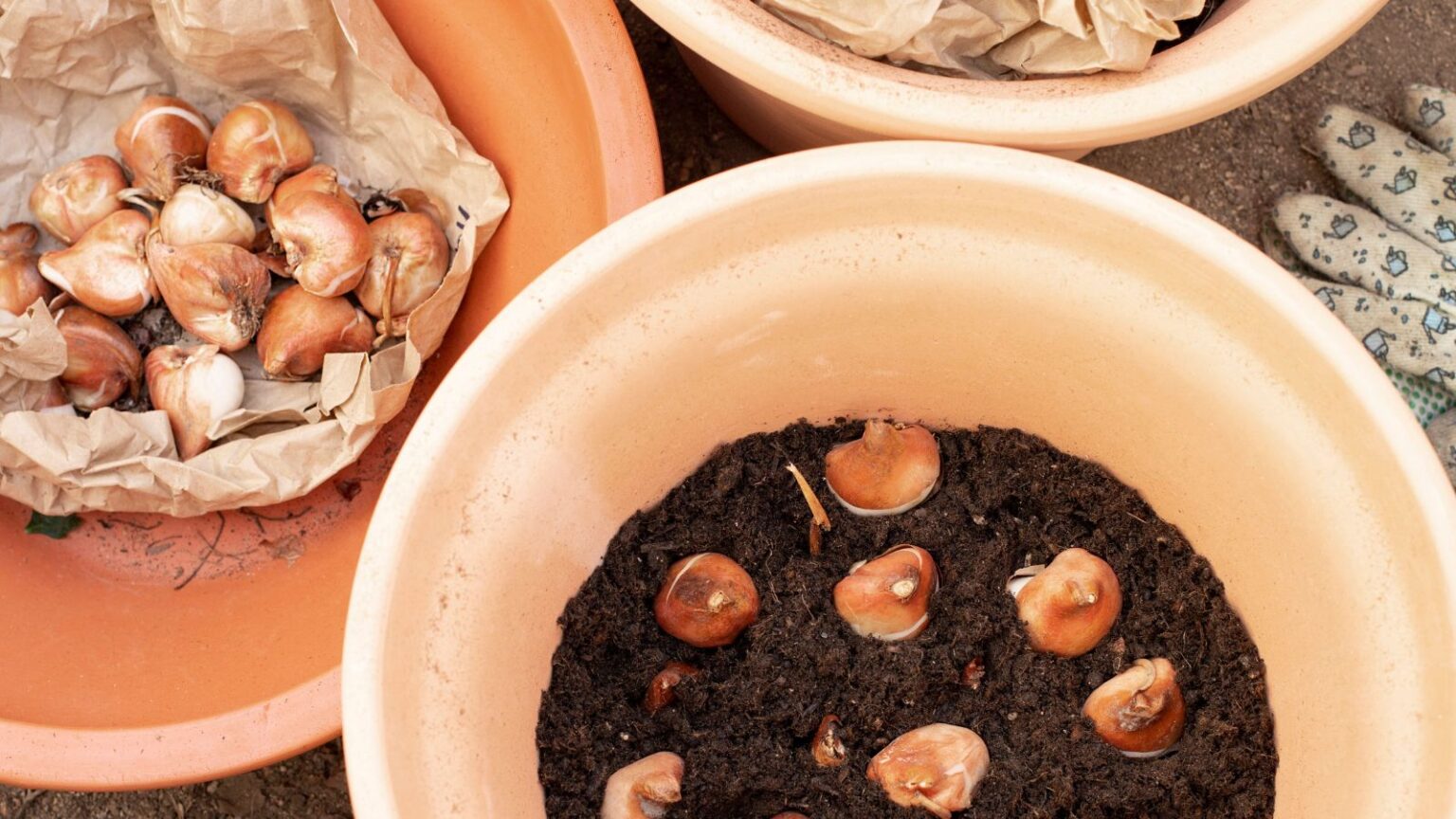 How to Layer Bulbs in Containers: Plan Spring Displays Now