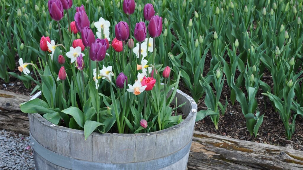 How to Layer Bulbs in Containers: Plan Spring Displays Now